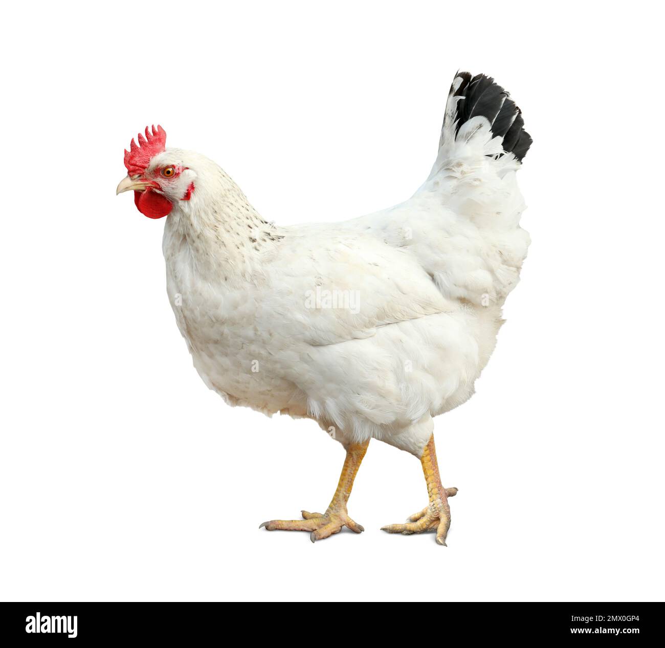 Beautiful chicken Cut Out Stock Images & Pictures - Alamy