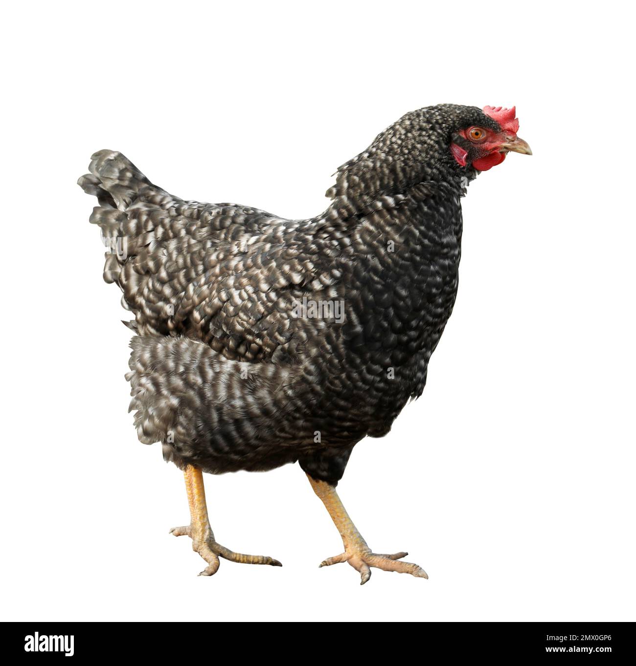 Beautiful chicken on white background. Domestic animal Stock Photo - Alamy