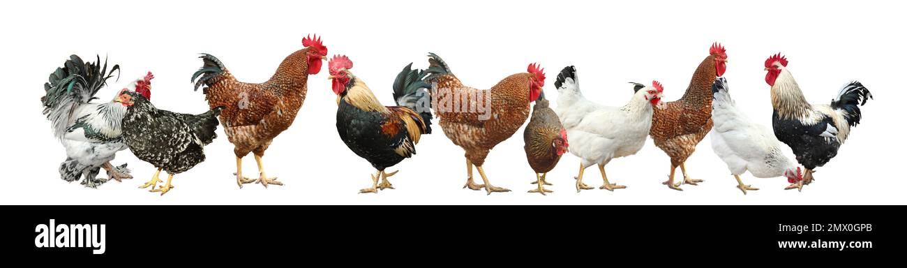 Collage with chickens and roosters on white background. Banner design ...