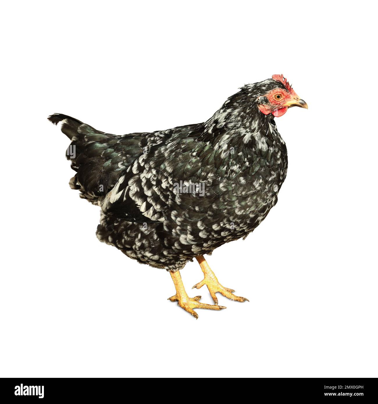 Beautiful chicken hi-res stock photography and images - Alamy