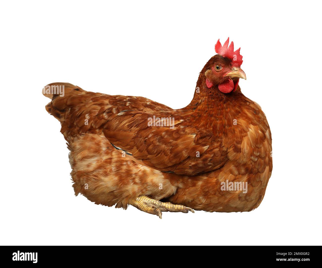 Beautiful chicken on white background. Domestic animal Stock Photo - Alamy