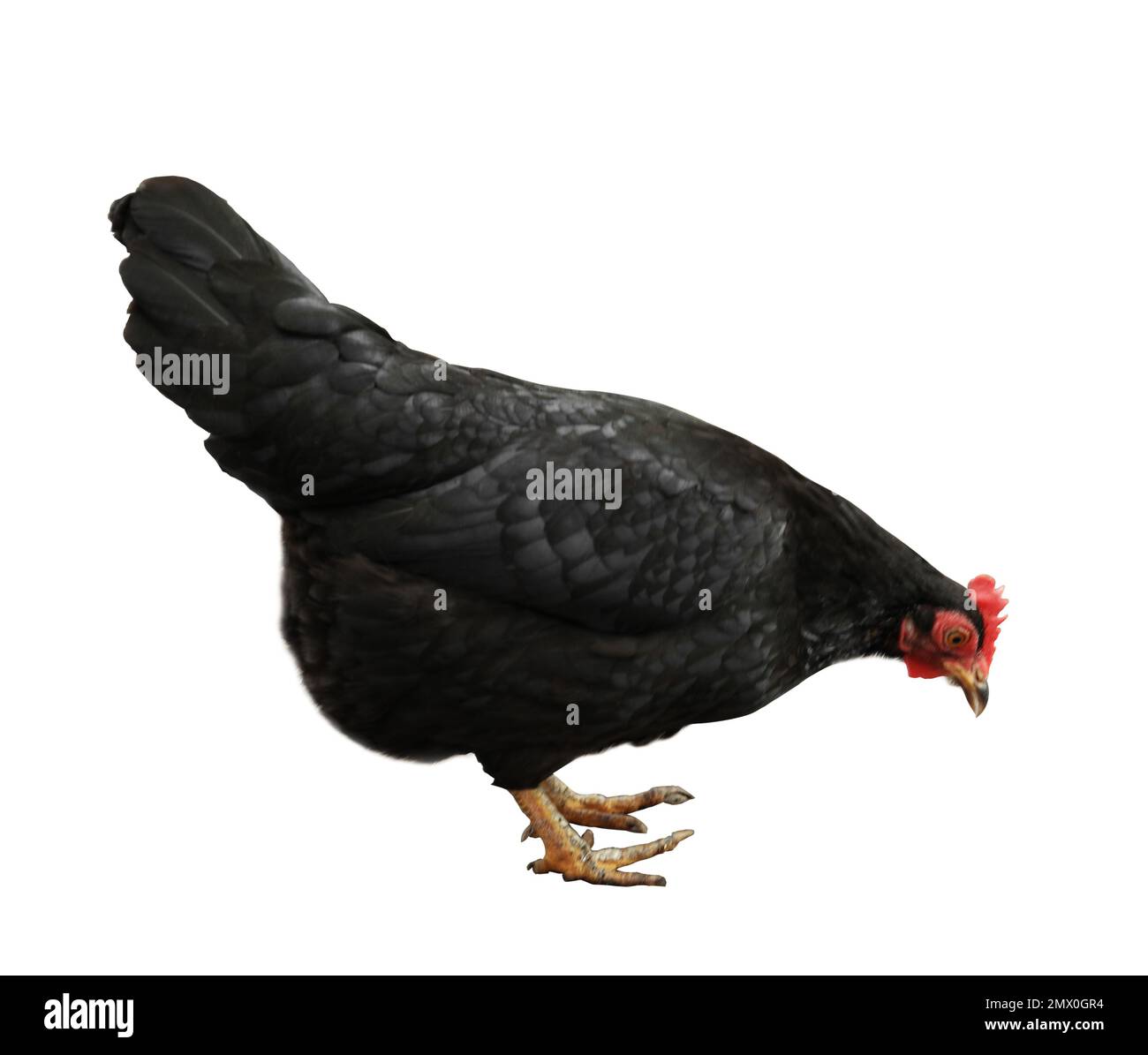 Beautiful chicken on white background. Domestic animal Stock Photo - Alamy