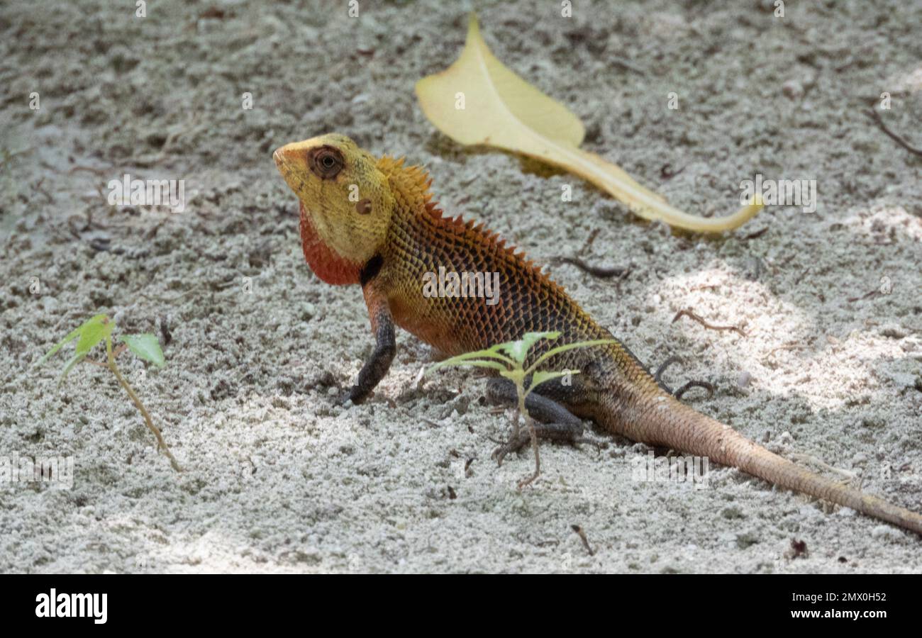 oriental garden lizard (Calotes versicolor) in Maldives Stock Photo - Alamy