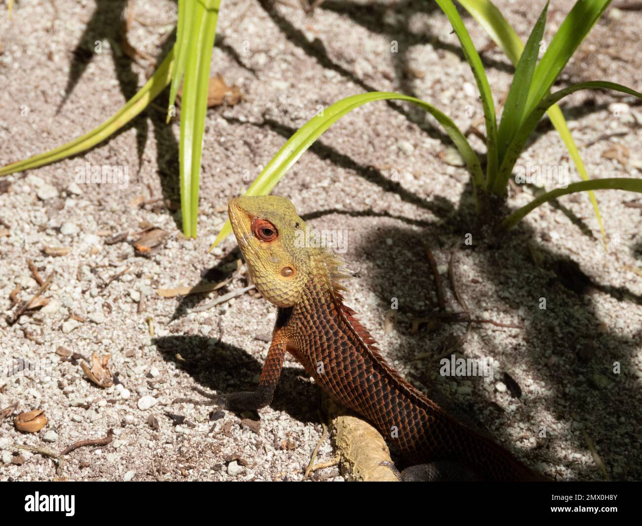 oriental garden lizard (Calotes versicolor) in Maldives Stock Photo - Alamy