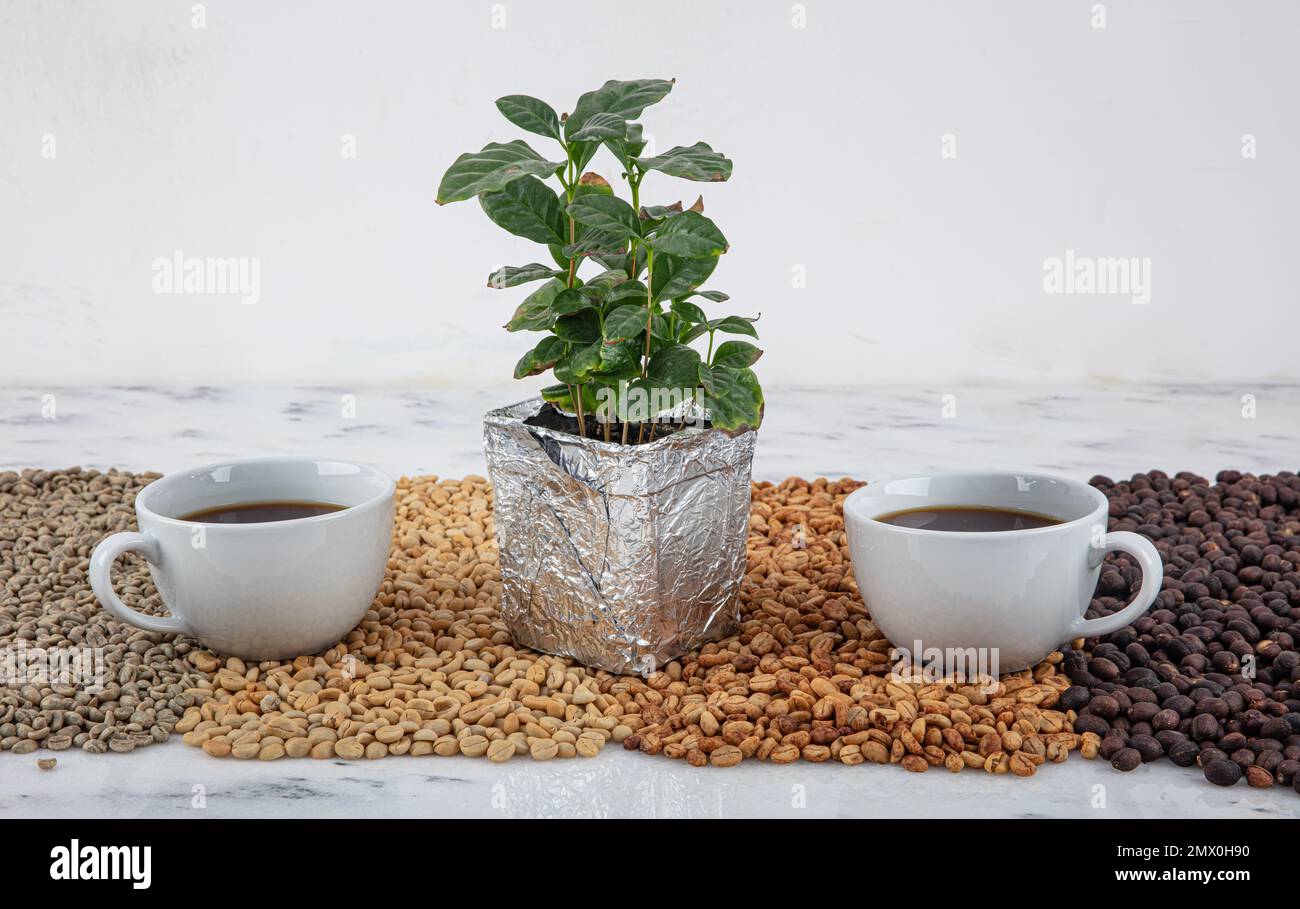 Young shoots of a coffee tree planted potted, coffee shop concept ...