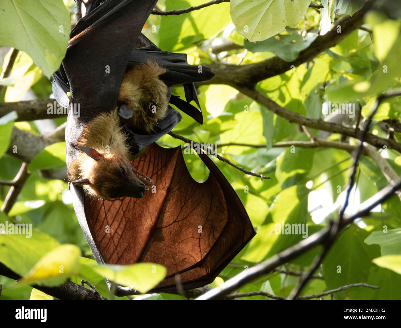 greater Indian fruit bat / Flying fox resting in tree in Maldives Stock ...