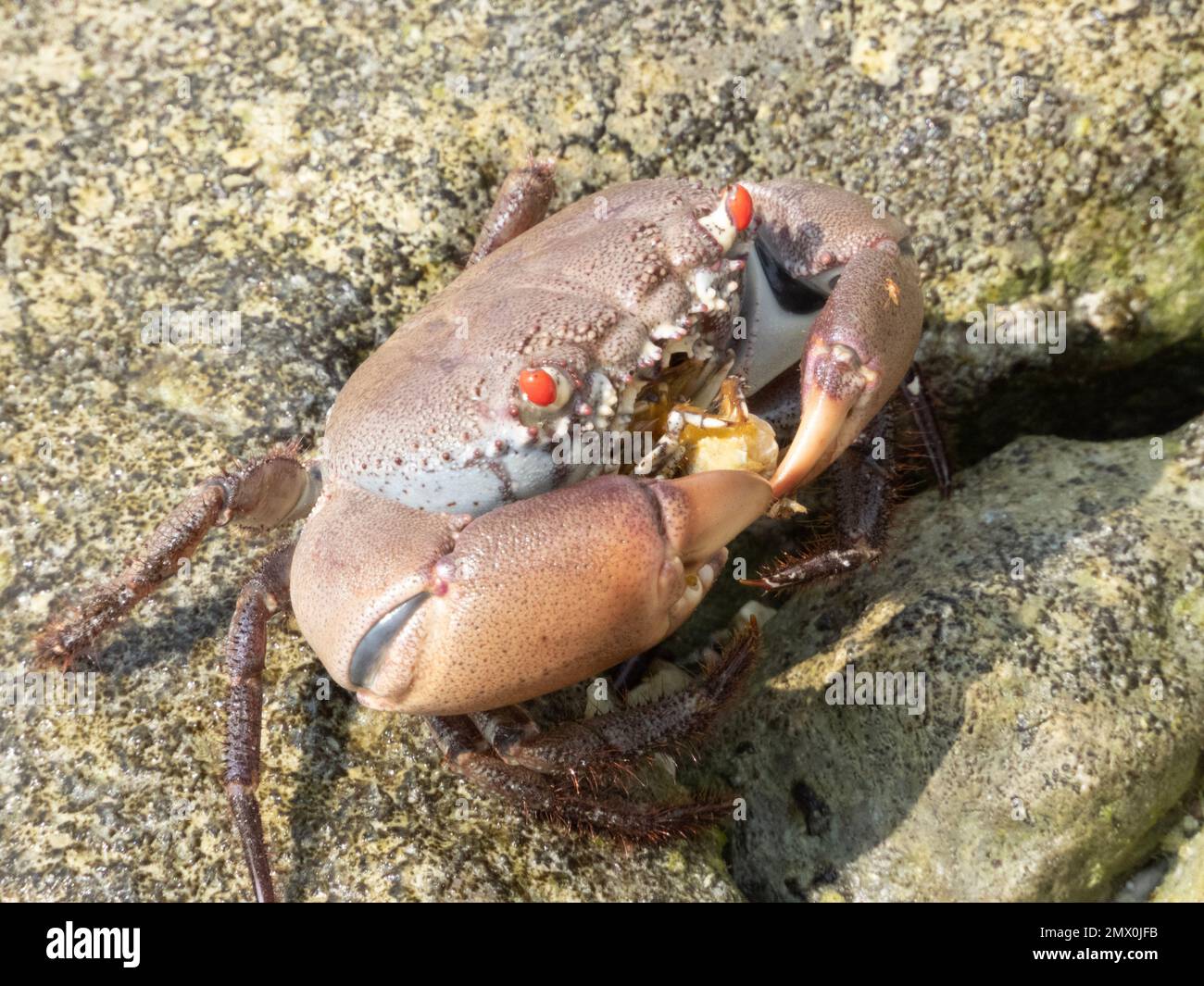 Large red eyed crab (Eriphia ferox) eating on rocky shore, Maldives ...