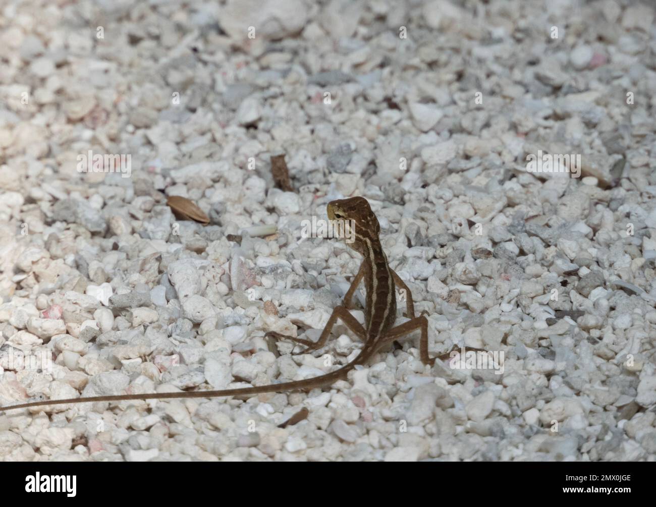 Small lizard in the Maldives Stock Photo - Alamy