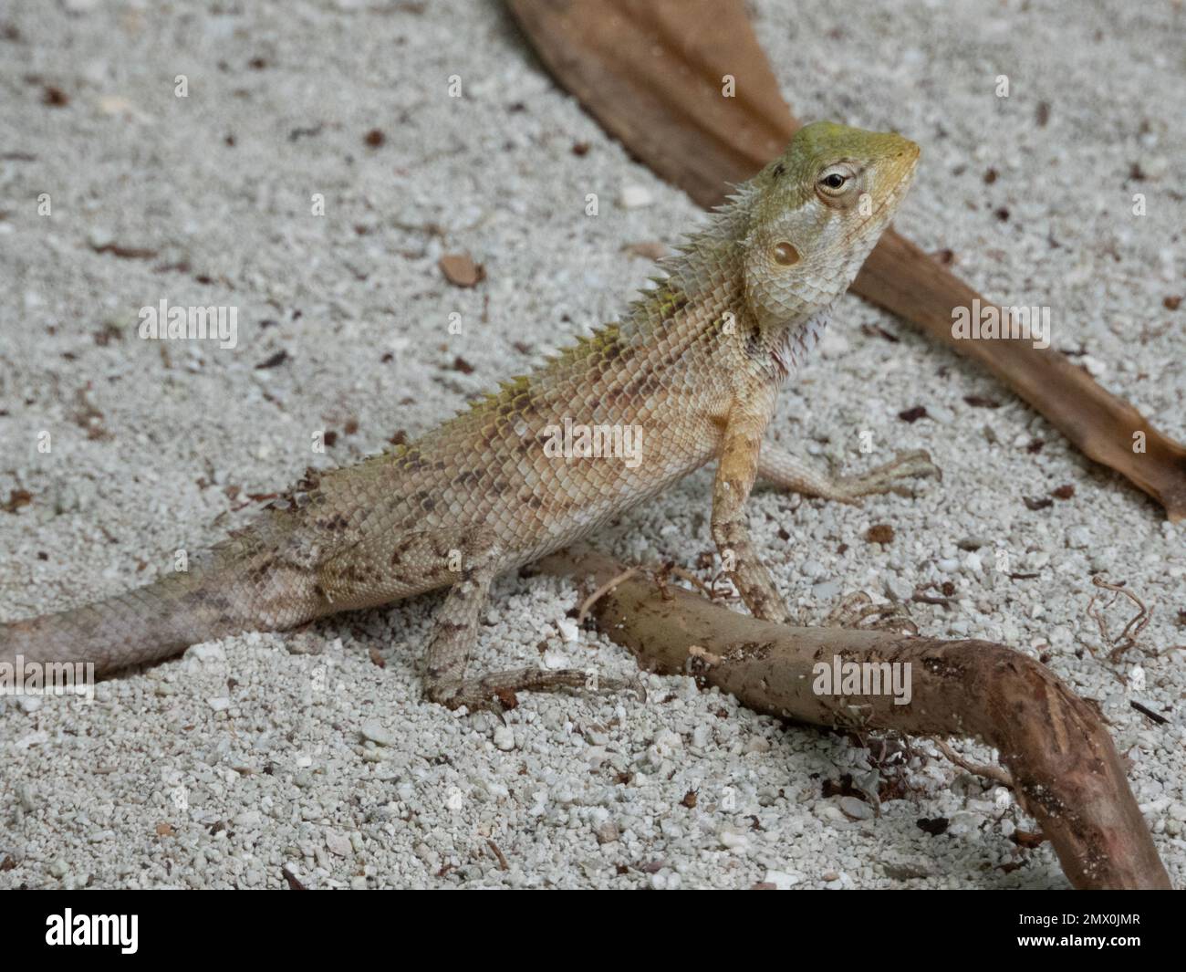 Small lizard in the Maldives Stock Photo - Alamy