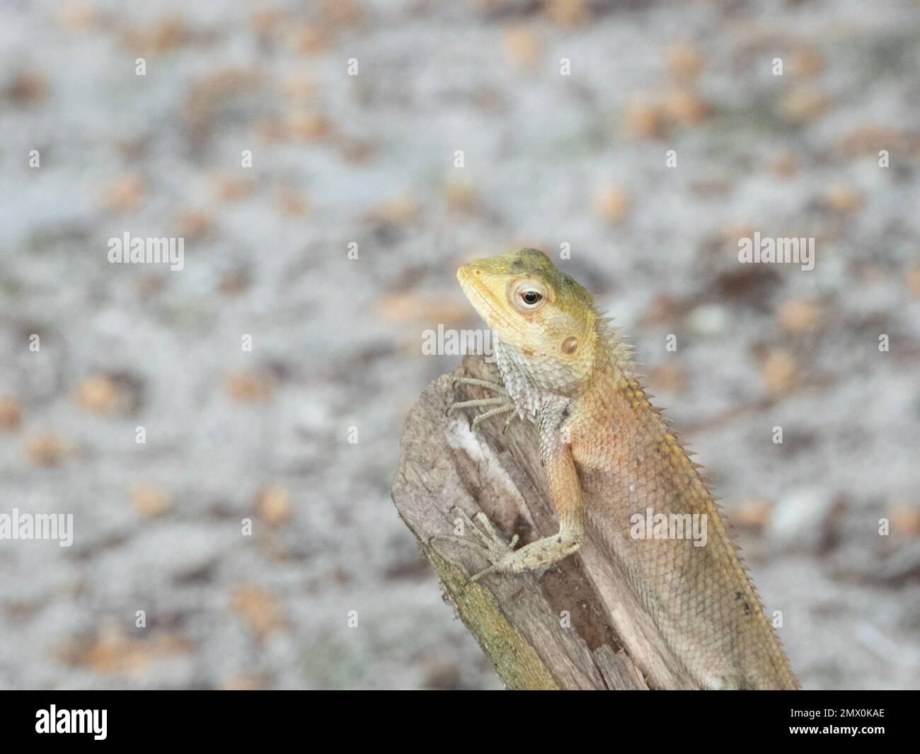 Small lizard in the Maldives Stock Photo - Alamy
