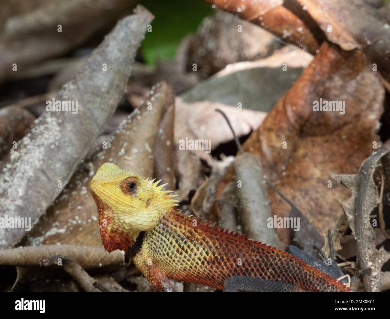 oriental garden lizard (Calotes versicolor) in Maldives Stock Photo - Alamy