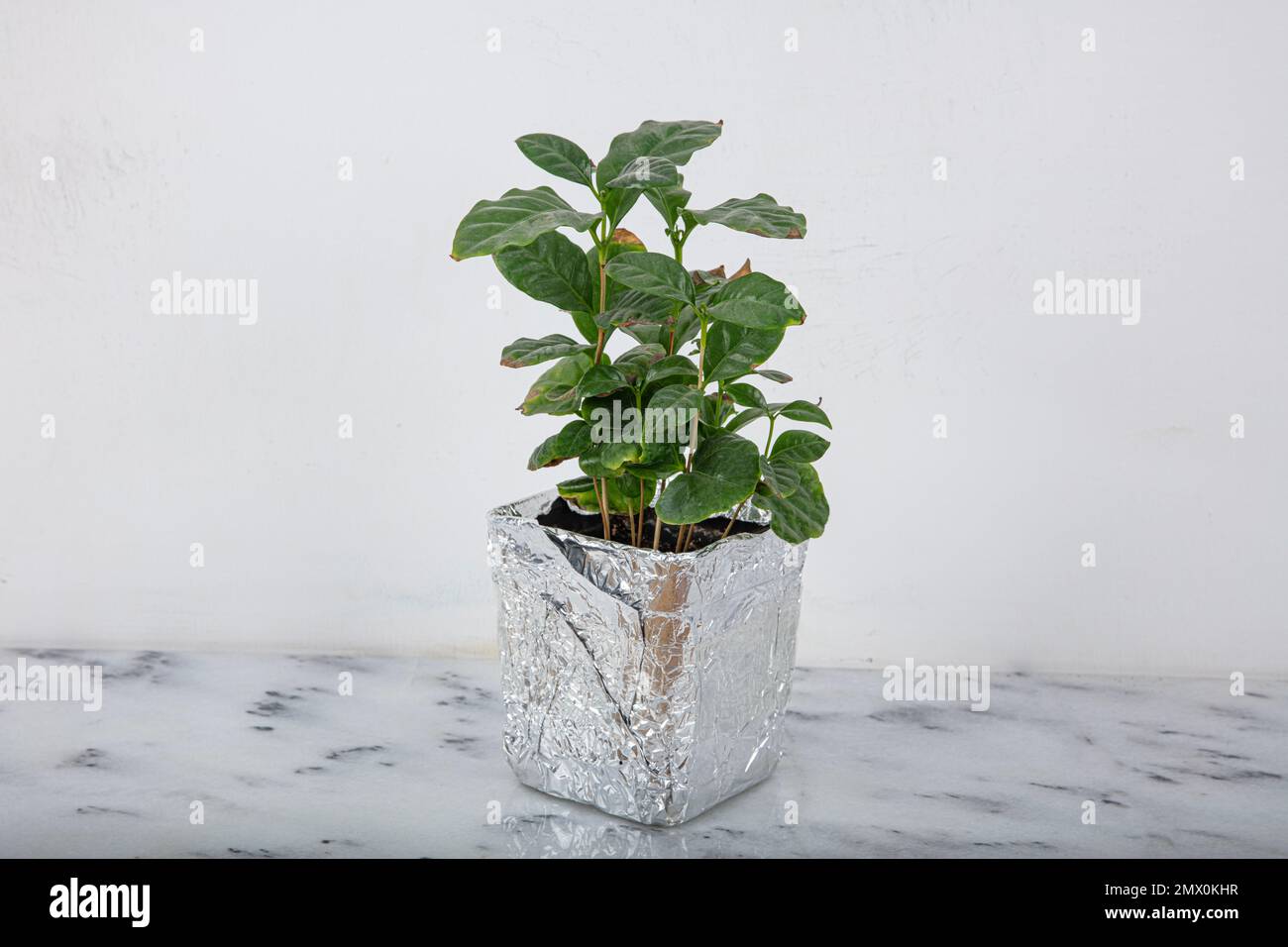 Young shoots of a coffee tree planted potted, coffee shop concept ...