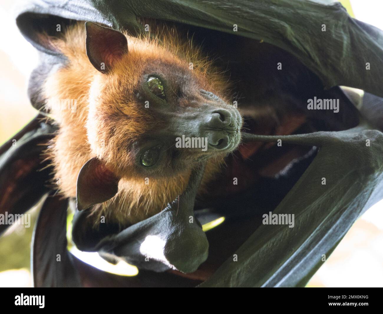 greater Indian fruit bat / Flying fox resting in tree in Maldives Stock ...