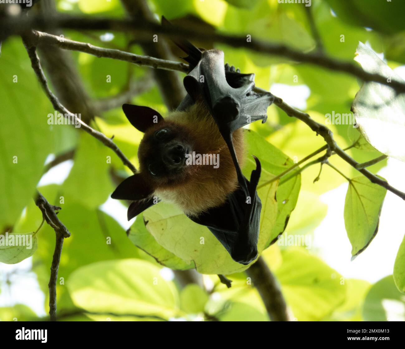 greater Indian fruit bat / Flying fox resting in tree in Maldives Stock ...