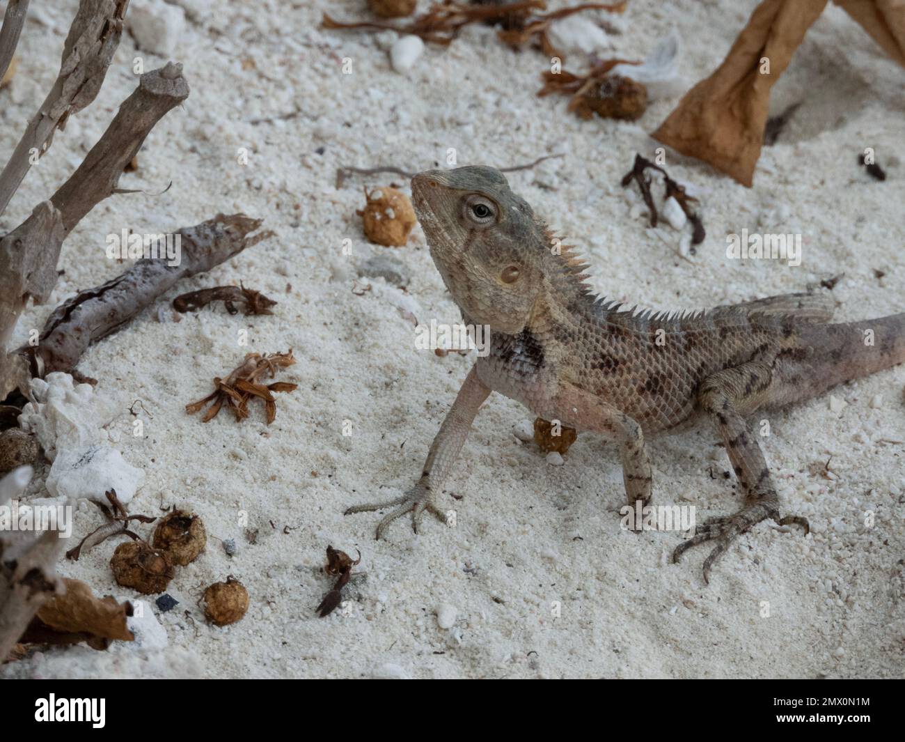 Small lizard in the Maldives Stock Photo - Alamy