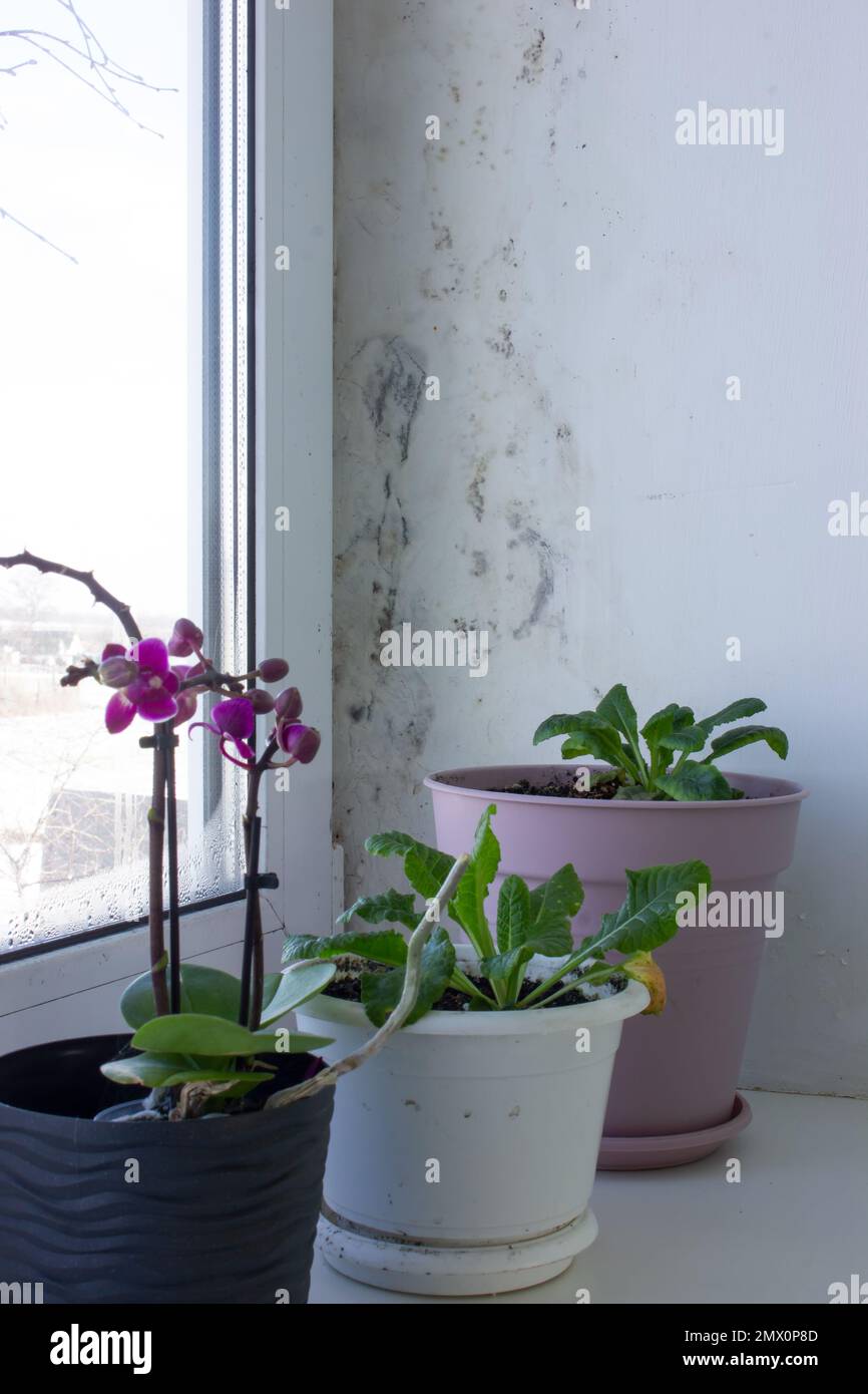 The slope is damaged by fungus and the windowsill with pots of ...