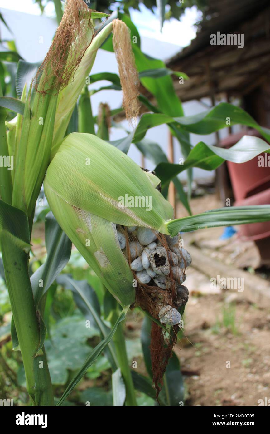 Blighted mutant corn Stock Photo - Alamy