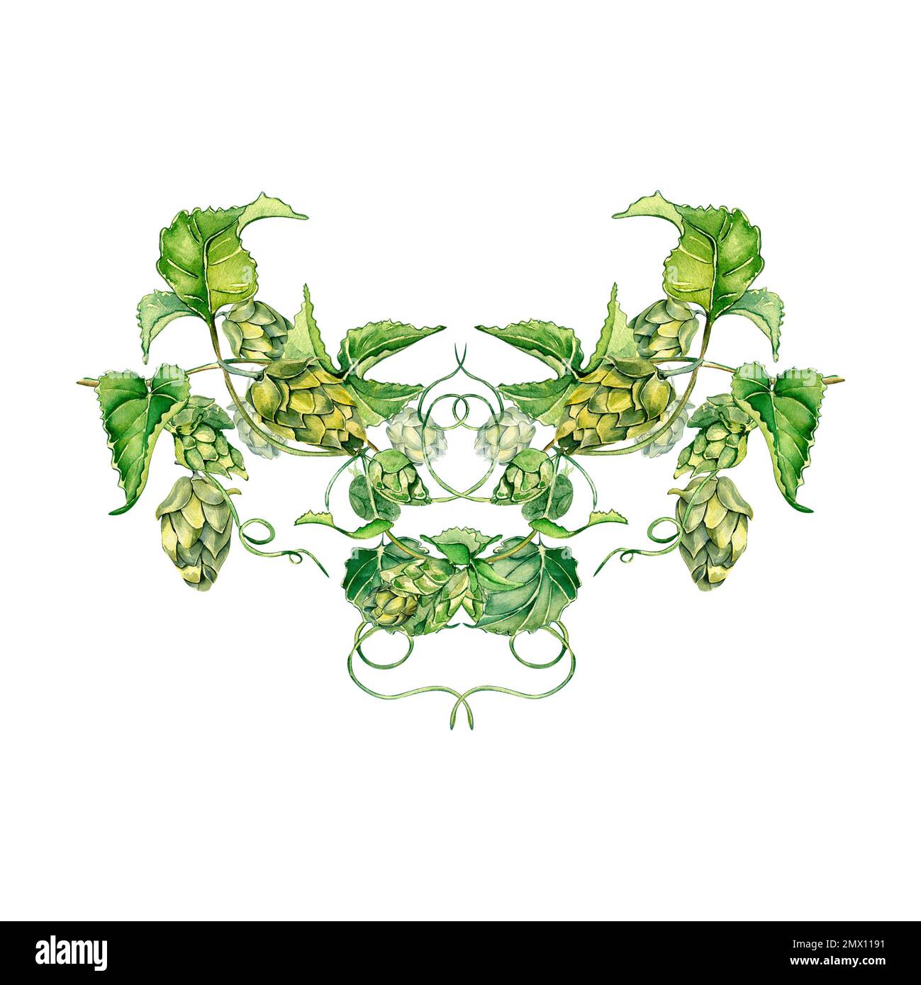 Hop vine, plant malt watercolor illustration isolated on white ...