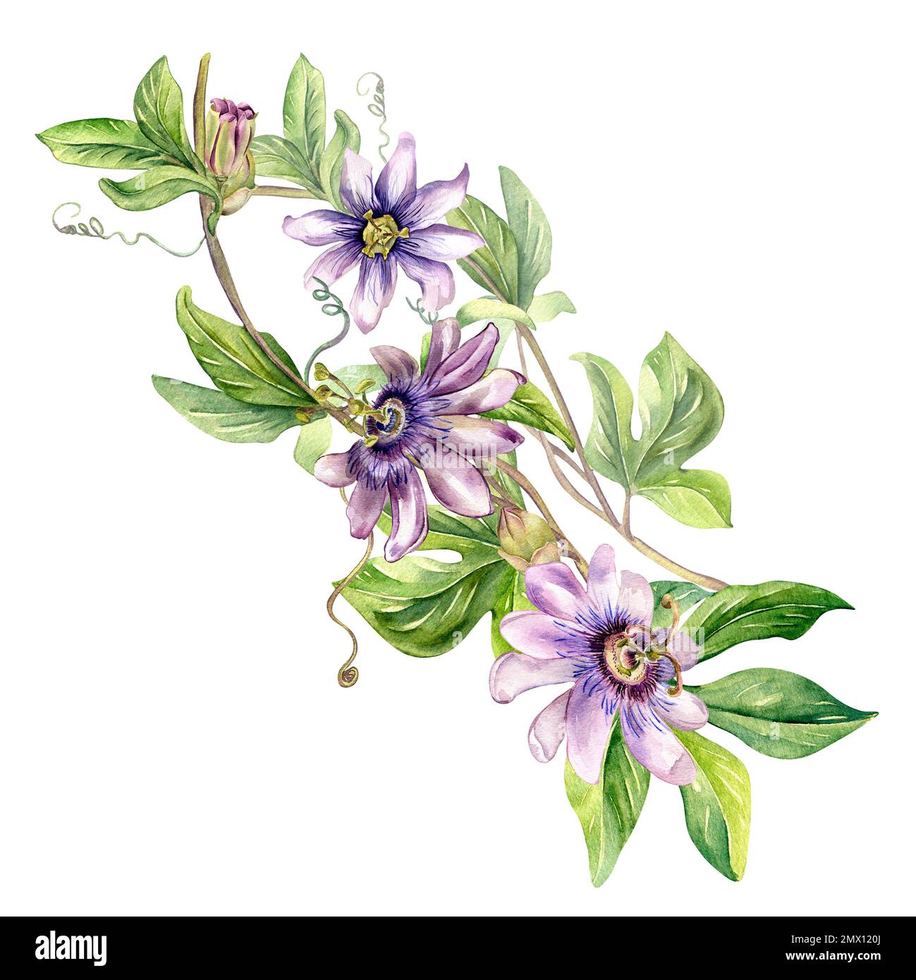 Passion fruit green tea Cut Out Stock Images & Pictures - Alamy