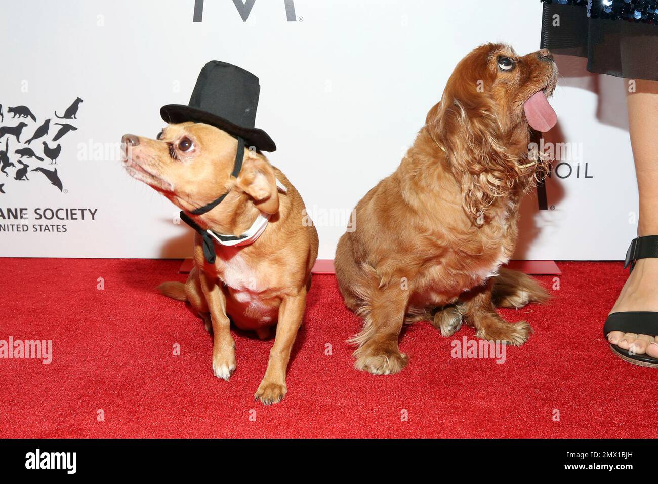 Toast the dog hi-res stock photography and images - Alamy
