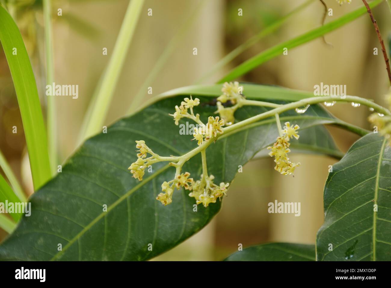 Mango Flower Parts