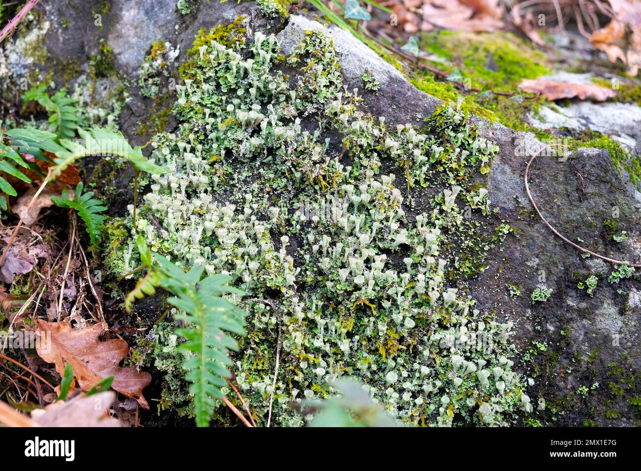 Pyxidata hi-res stock photography and images - Alamy