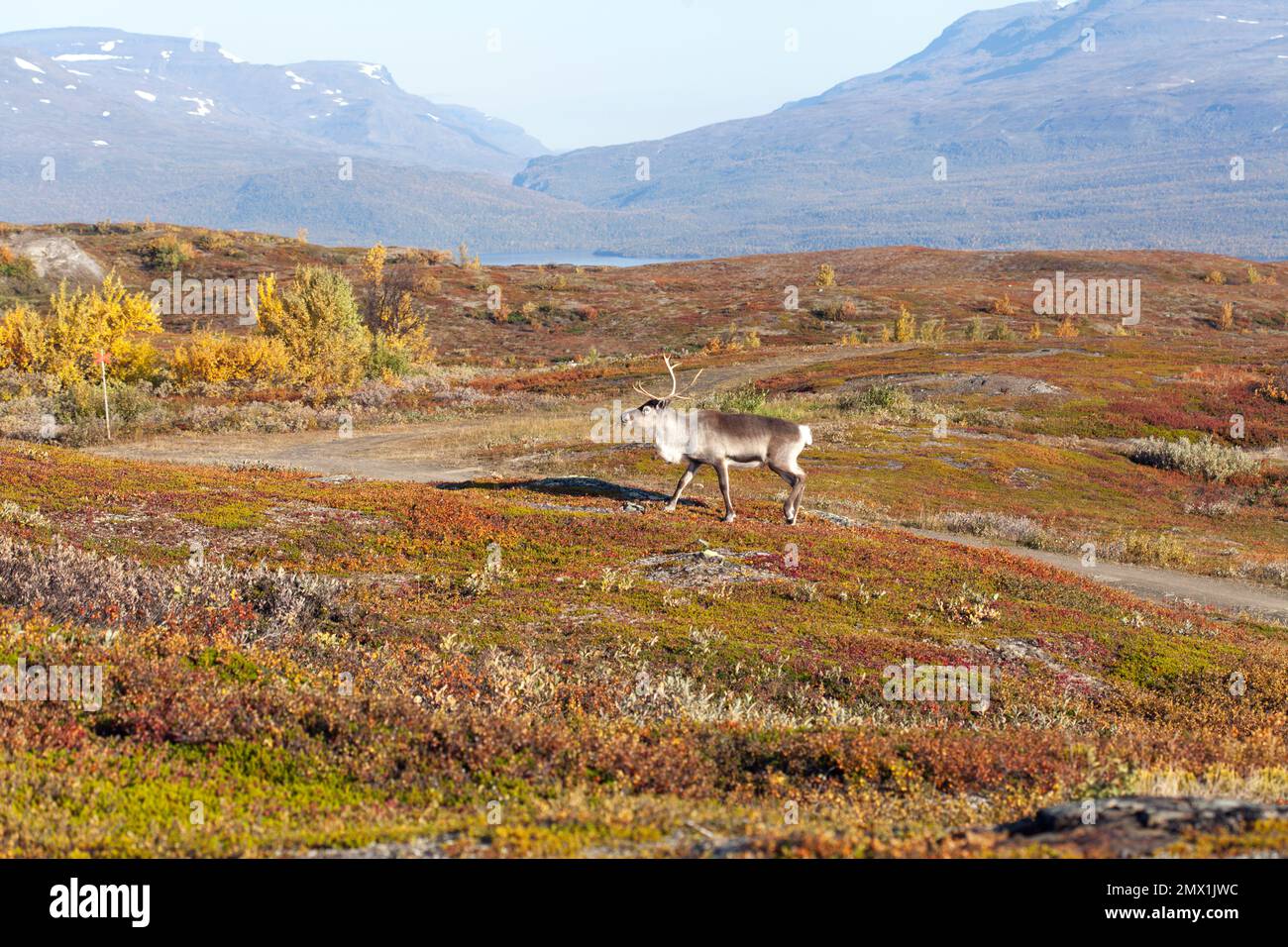 Reindeer on a mountain slope. Colorful bushes and creepers on the ...