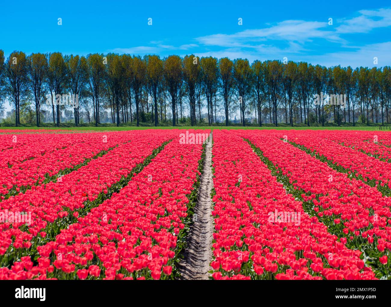 Beautiful scenery red flowers during hi-res stock photography and ...
