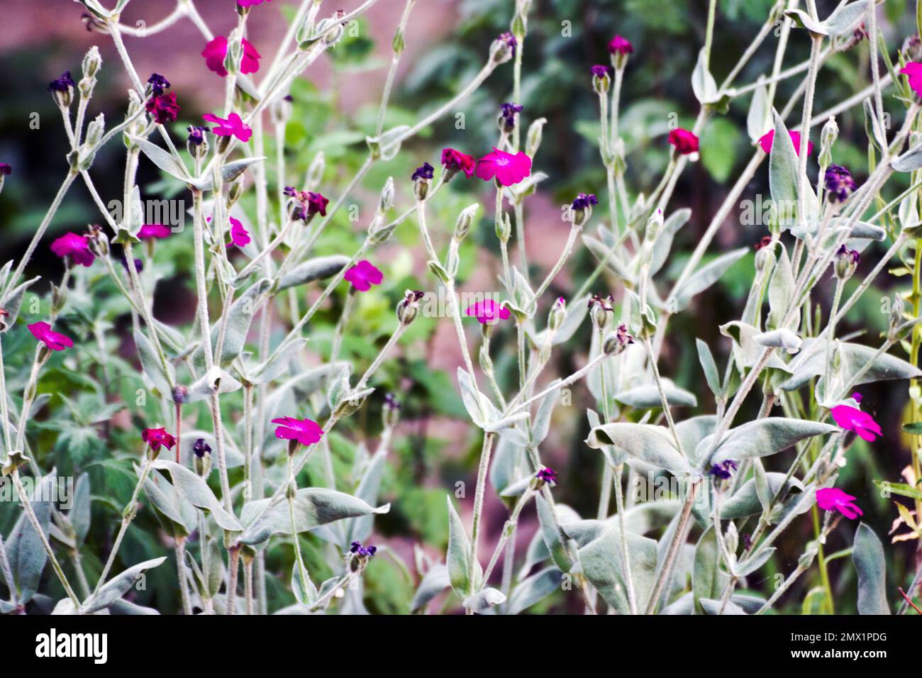 Silene coronaria is a species of flowering plant of the daisy family ...