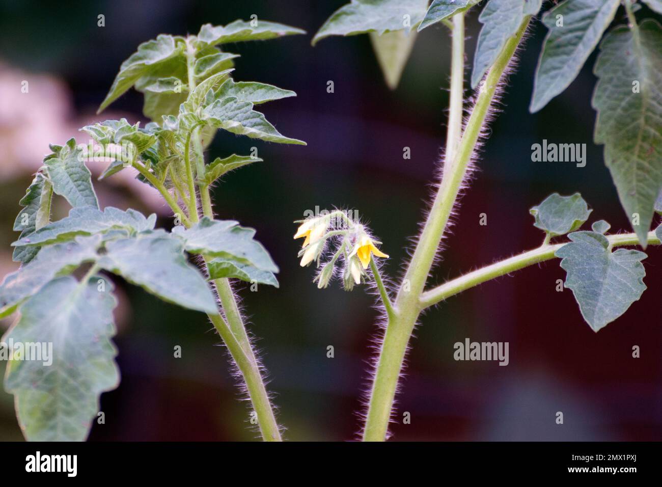 Close-up photo of greenhouse tomato plant with yellow tomato flower and ...