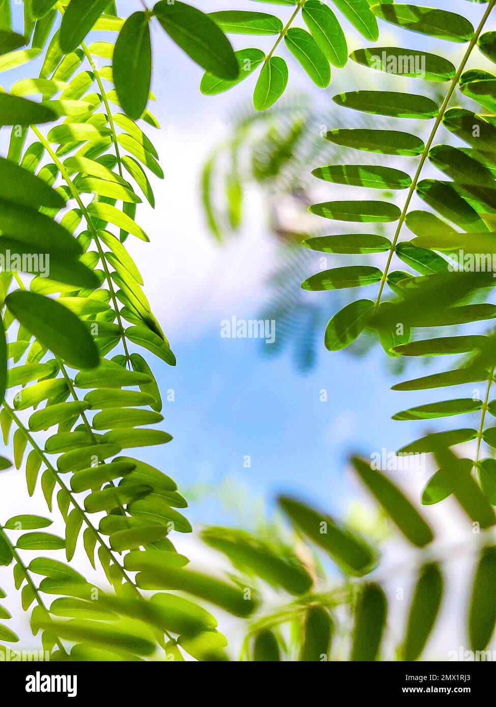 Acacia plant form hi-res stock photography and images - Alamy
