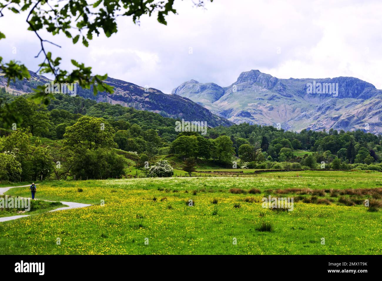 Lake District, Cumbria, England, UK - Man jogging along pretty footpath ...