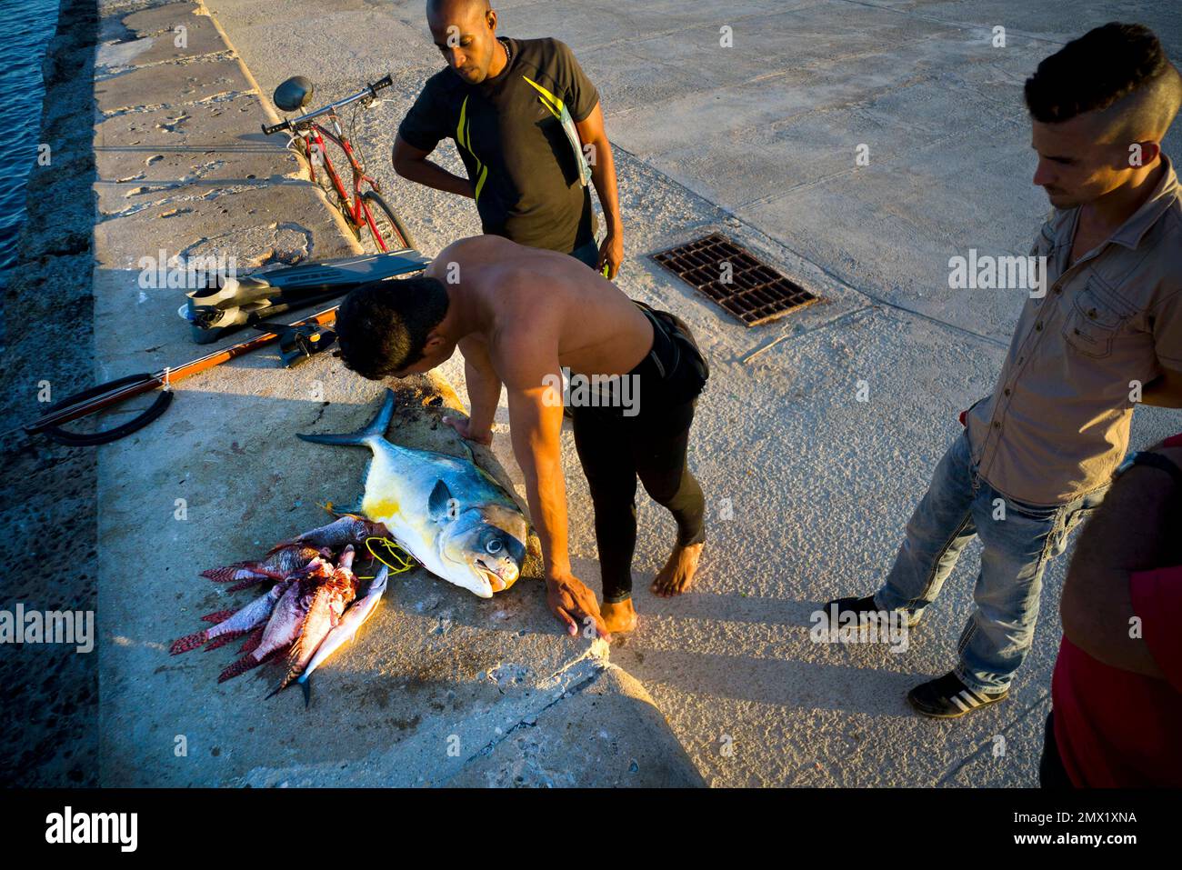 In this Nov. 10, 2016 photo, a diver catches his breath over the fish ...