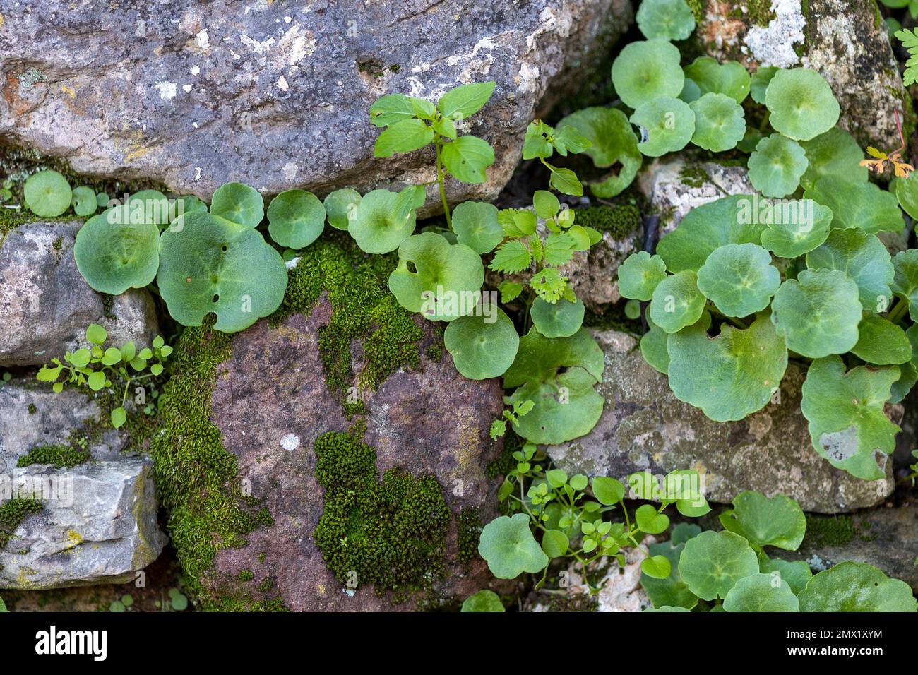 Close up view of the Umbilicus rupestris or navelwort plant Stock Photo ...
