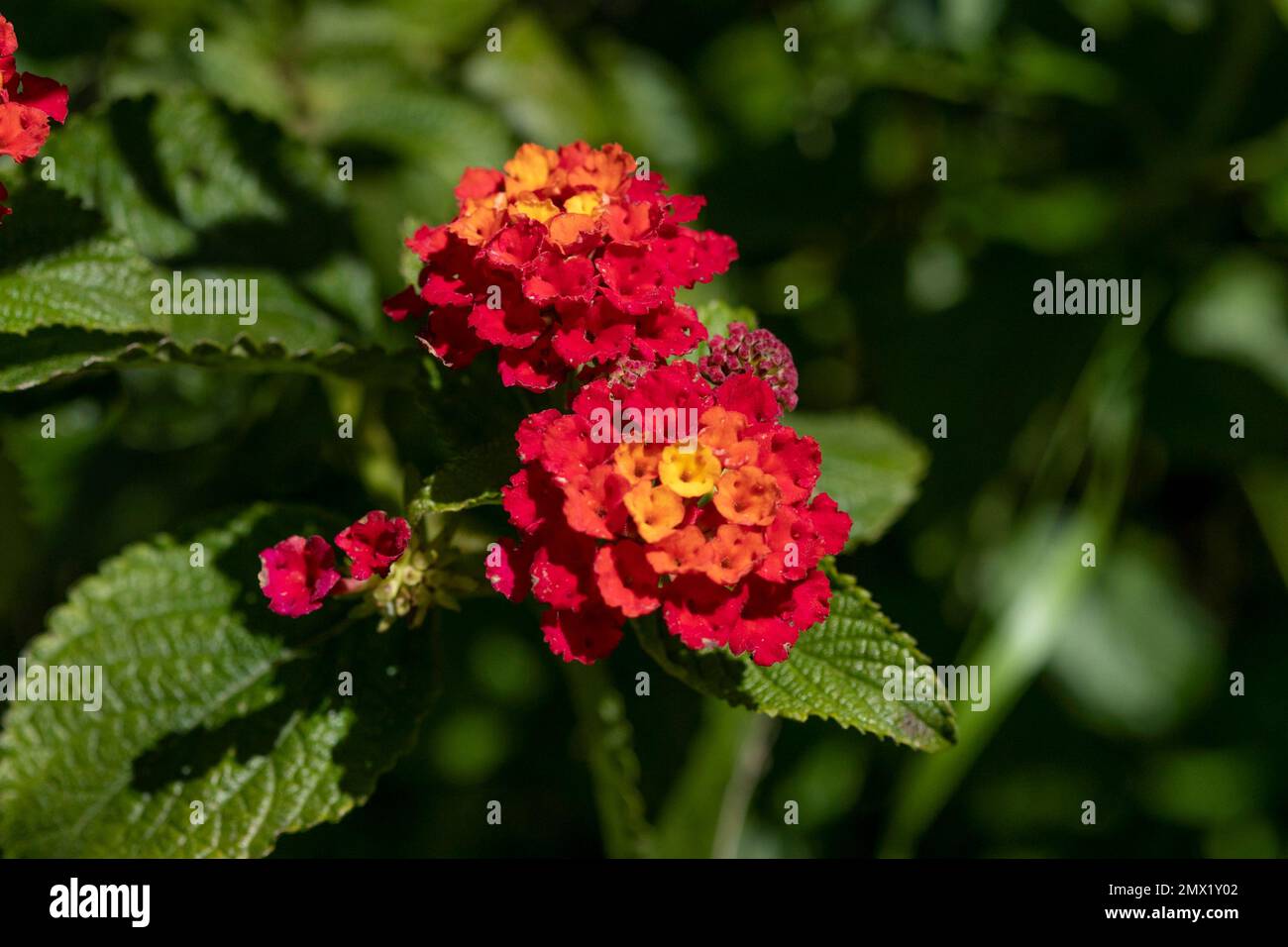 Close up view of the beautiful Lantana camara, also known as common ...