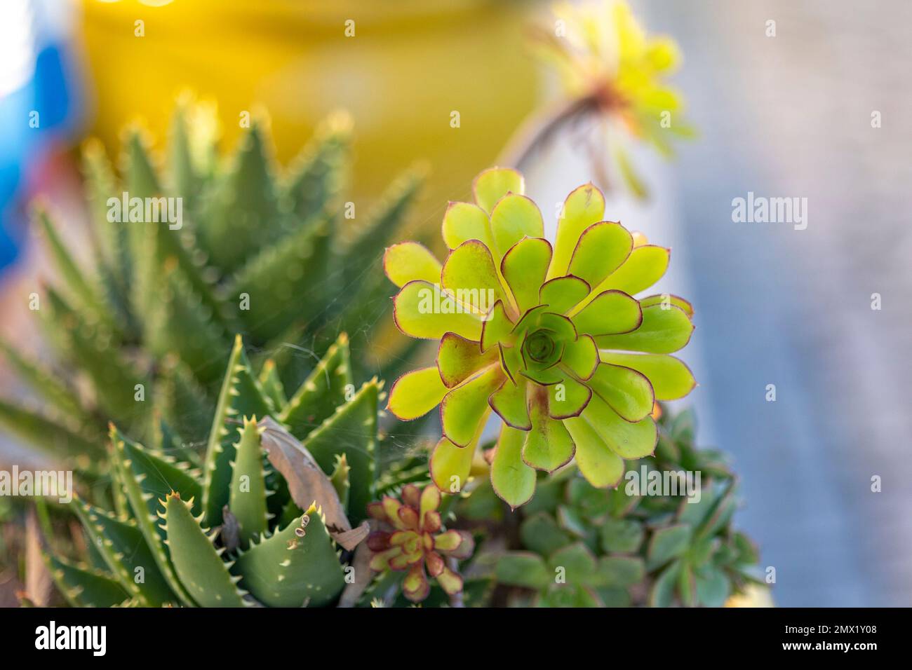 Close view of an Aeonium arboreum succulent plant also known as tree ...
