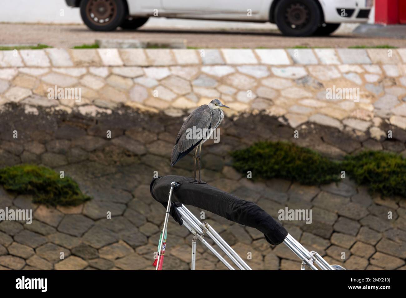 Bird gray water marina hi-res stock photography and images - Alamy