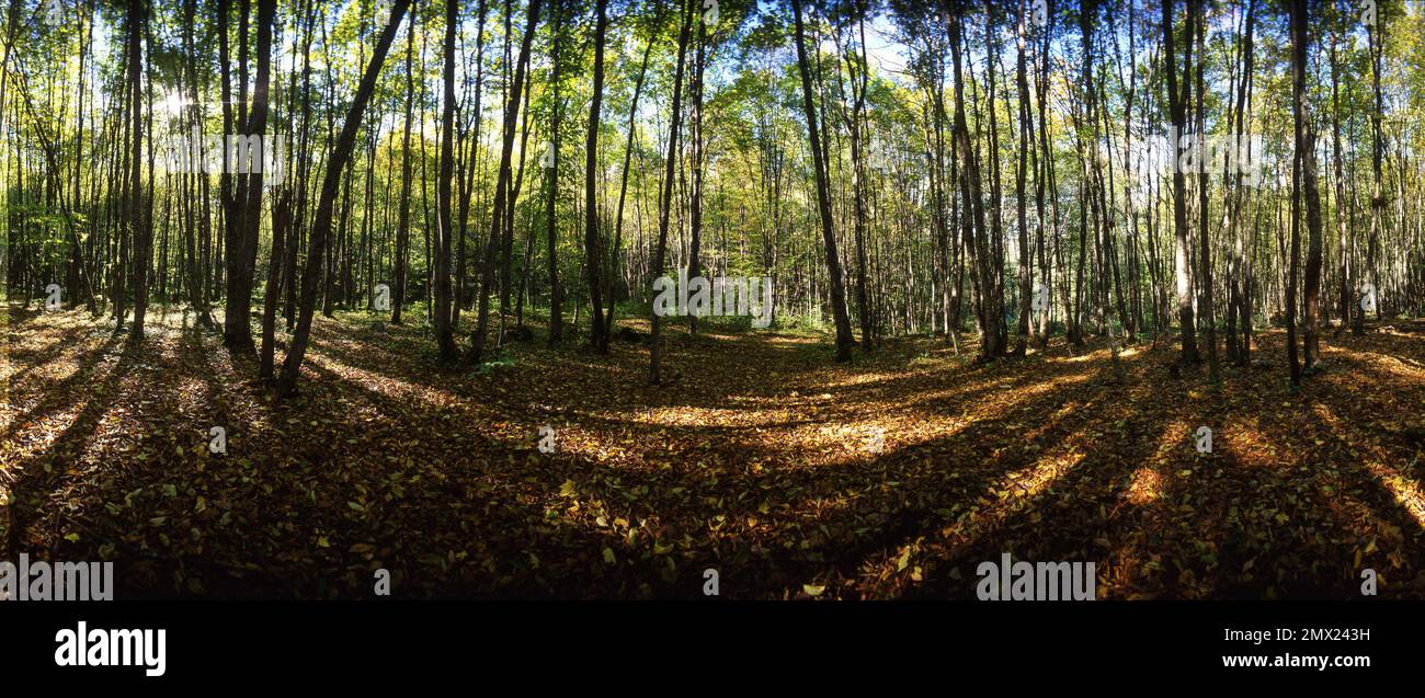 Beautiful natural deciduous forest hi-res stock photography and images ...