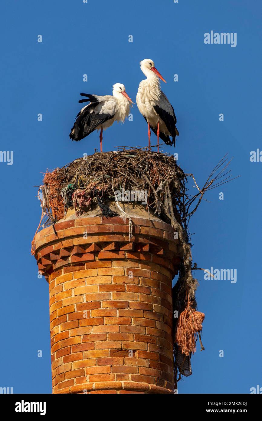 Typical white storks on top of chimney in the Algarve region, Portugal ...