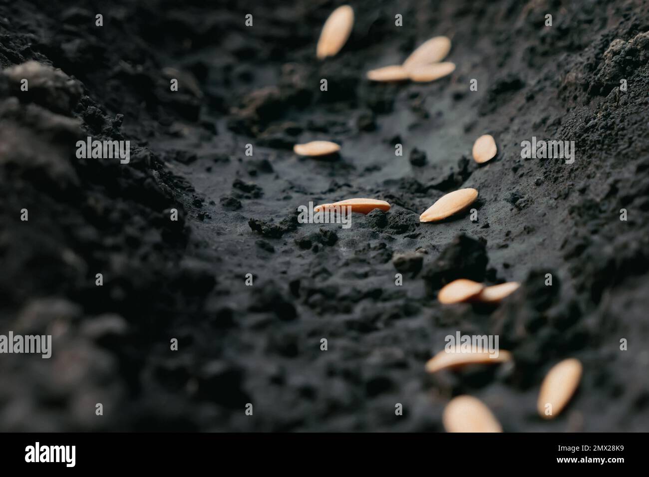 Farming seeds soil ground. Row seed sowing. Seeding plant soil furrows ...