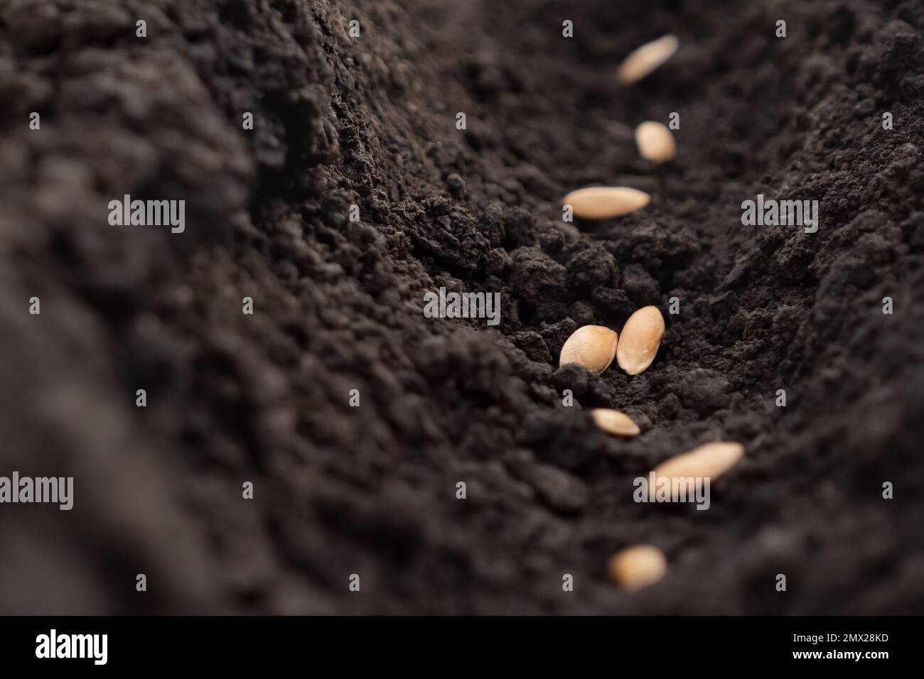 Farming seeds soil ground. Row seed sowing. Seeding plant soil furrows ...