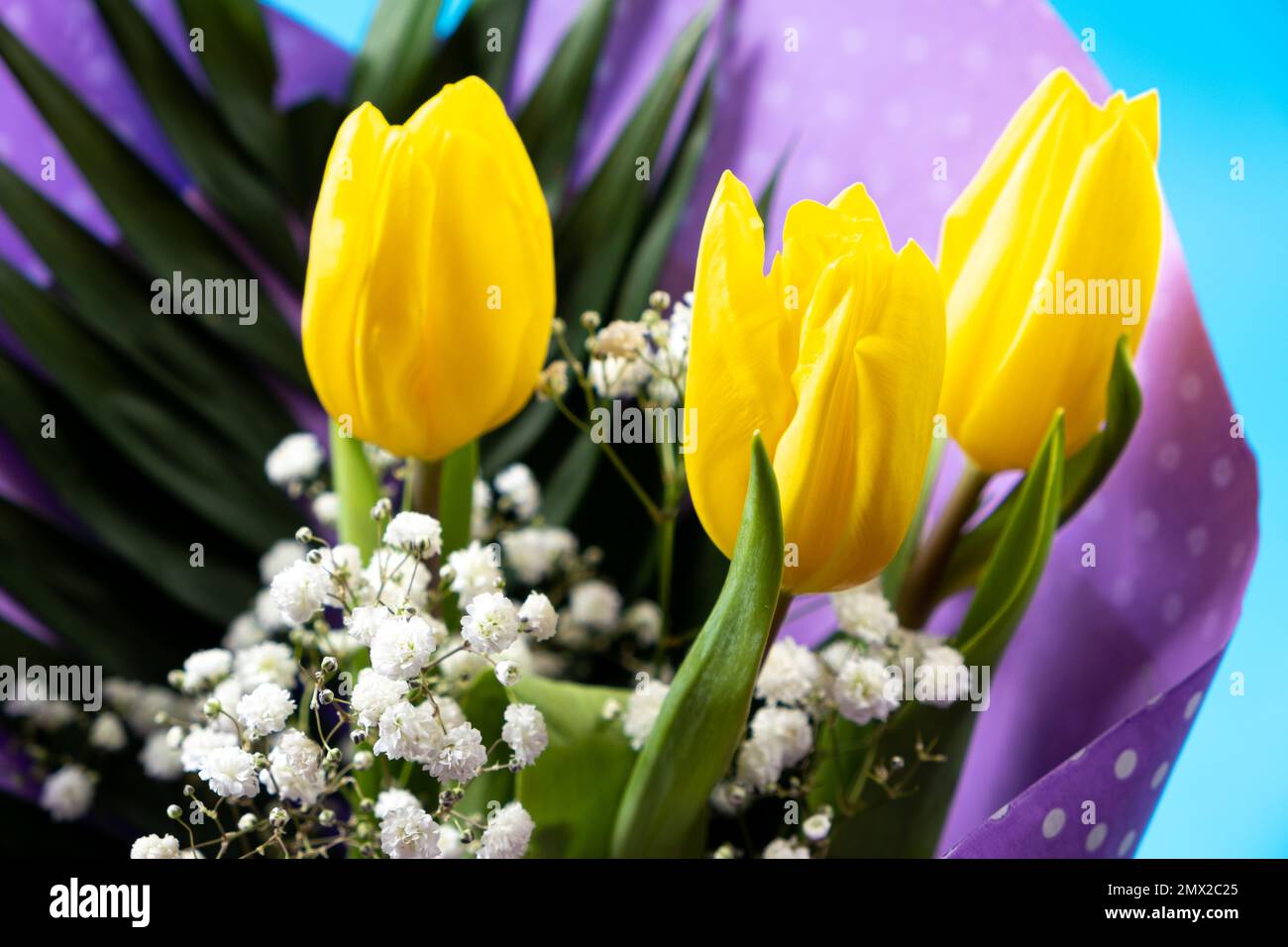 Bouquet of flowers of tulips and gypsophila on a blue background, hello ...