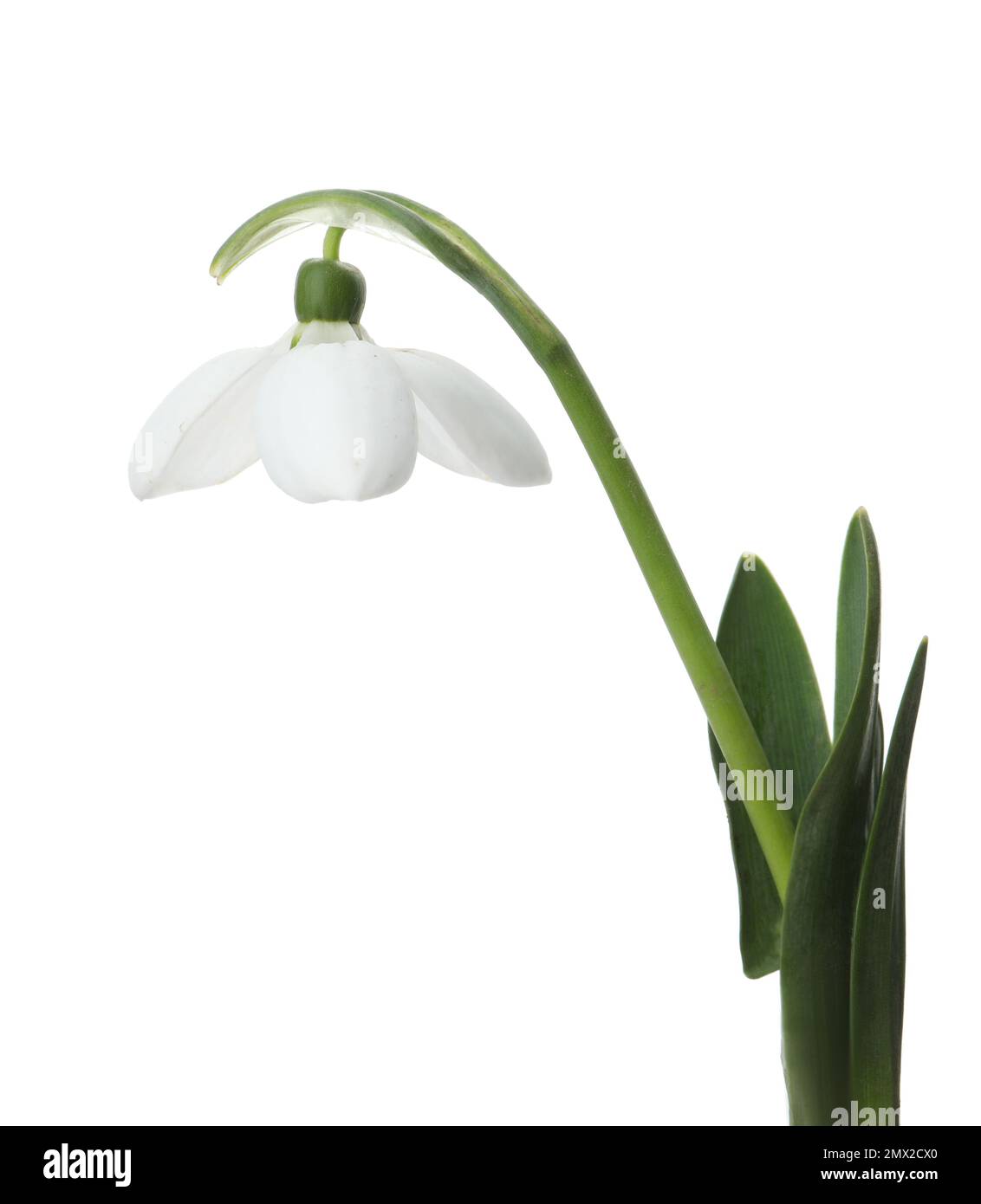 Snowdrop foliage Cut Out Stock Images & Pictures - Alamy