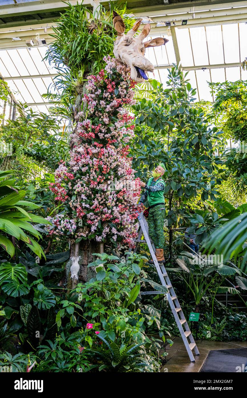 London, UK. 2nd Feb, 2023. Henck Rolling, the in-house florist, tends ...