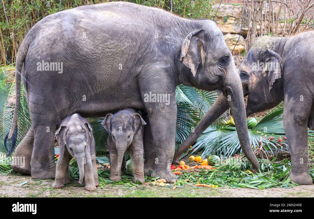 Leipzig, Germany. 02nd Feb, 2023. The elephant girl (l) and elephant ...