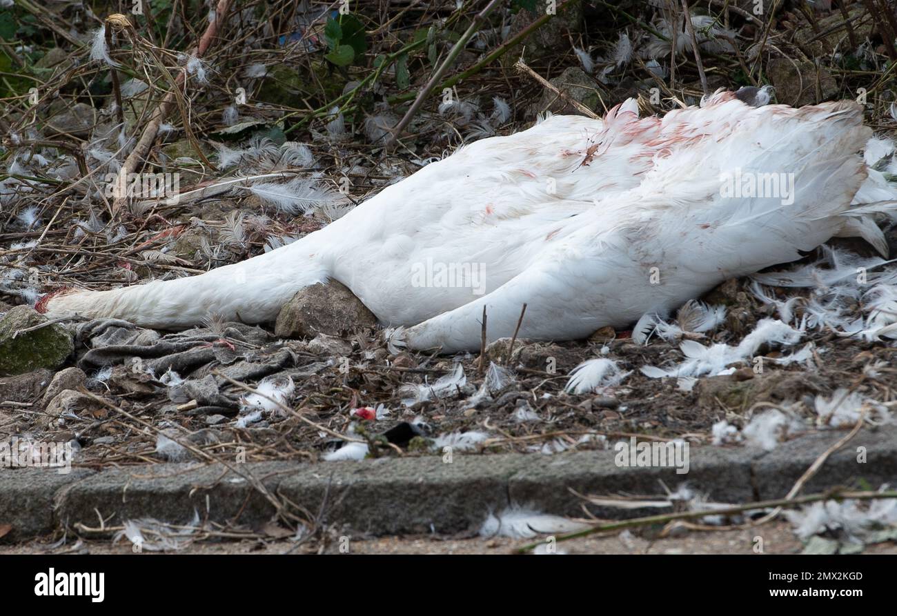 Dead swan hi-res stock photography and images - Alamy