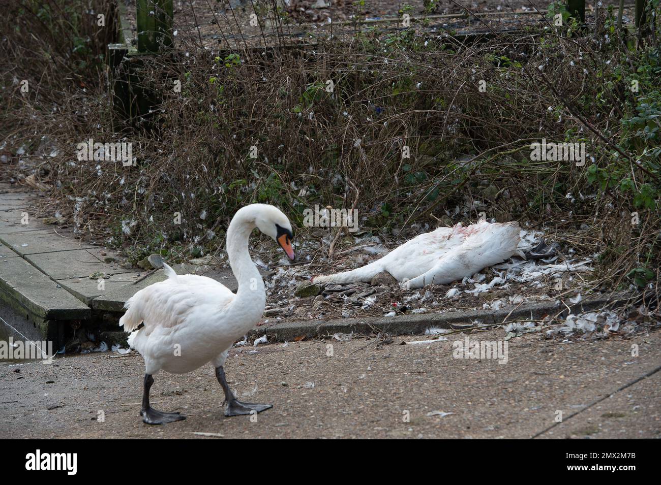 Dead swan hi-res stock photography and images - Alamy