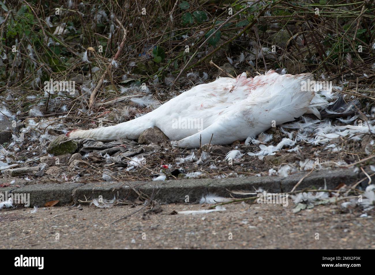 Dead swan hi-res stock photography and images - Alamy