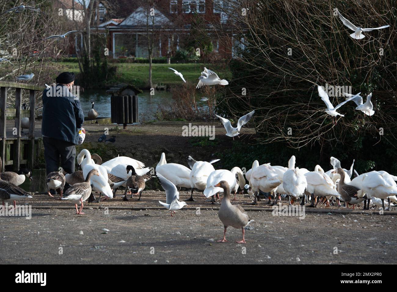 Swan carcus hi-res stock photography and images - Alamy