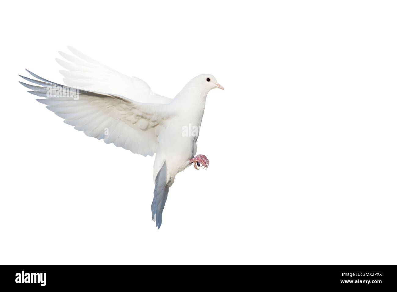 white dove in flight isolated on white background Stock Photo - Alamy